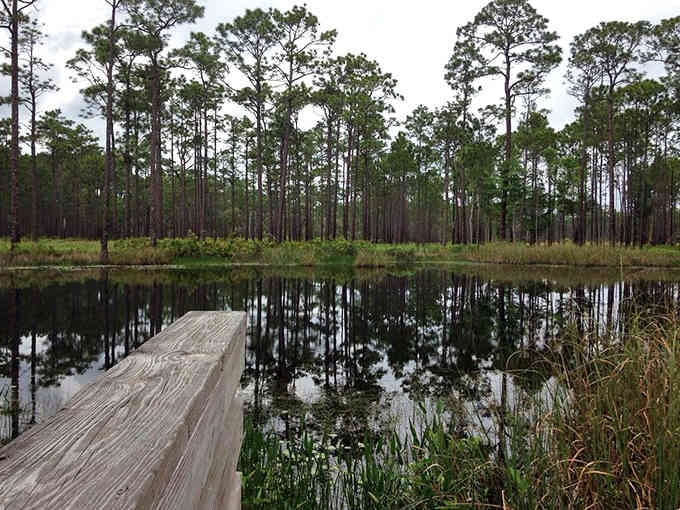Pine trees reflect perfectly in still waters, creating a mirror image that doubles the natural beauty of this peaceful spot.