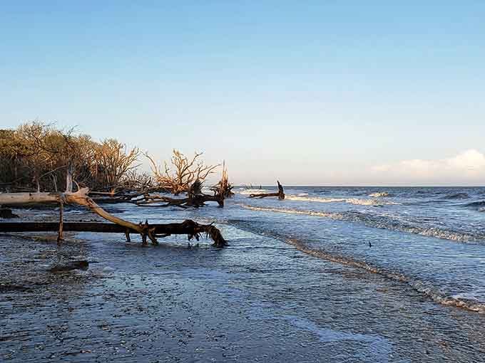 Driftwood sentinels guard the shoreline at dusk, their silvered branches reaching skyward in silent coastal poetry.