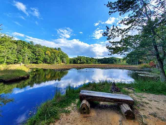 A rustic log bench sits beside a mirror-calm woodland pond, practically whispering "sit down, slow down, and stay a while."