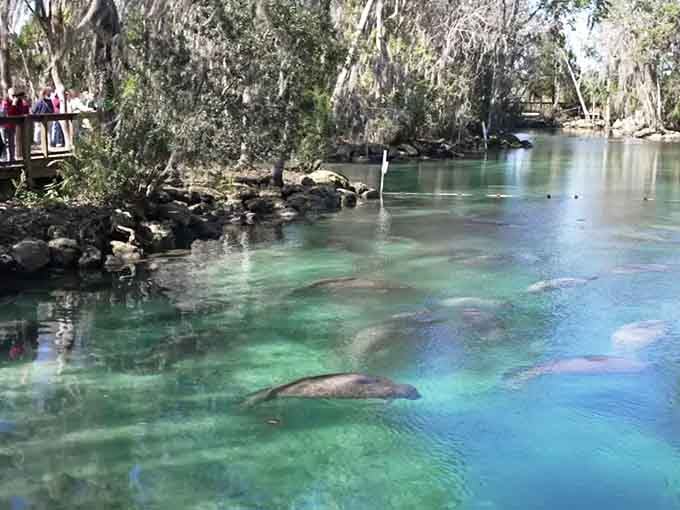 Watching manatees drift through turquoise water is pure meditation&mdash;these sea cows have mastered the slow life perfectly.