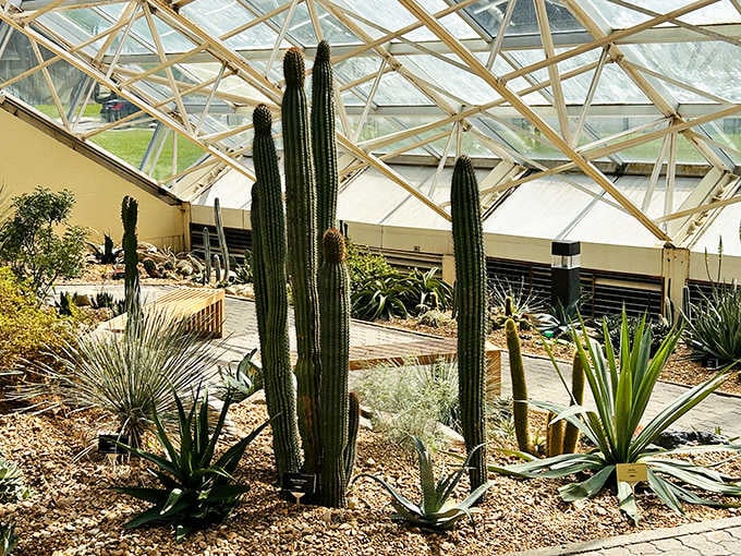 Towering desert cacti thriving under a glass dome in Indiana, because apparently nobody told them where they were.