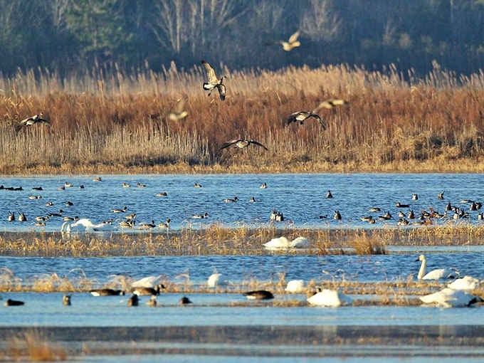 Tundra swans, geese, and ducks fill every inch of Lake Mattamuskeet's shimmering surface in a spectacular winter reunion.