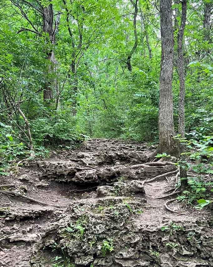 Twisted roots and jagged rock pave this lush green corridor, reminding you that nature never promised smooth sailing.