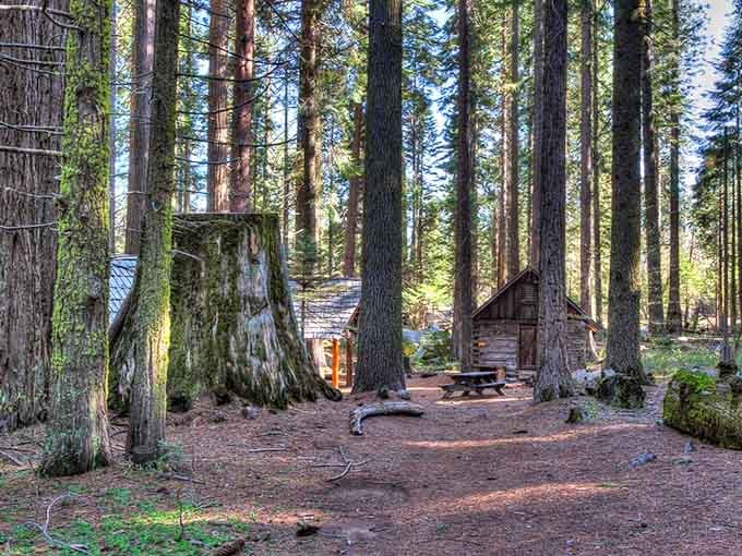 Moss-covered trunks and a rustic cabin create a scene straight from a fairy tale your grandmother might remember.