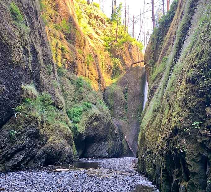 Sunlight filters through the narrow canyon where ferns cling to wet stone like nature's own hanging gardens.
