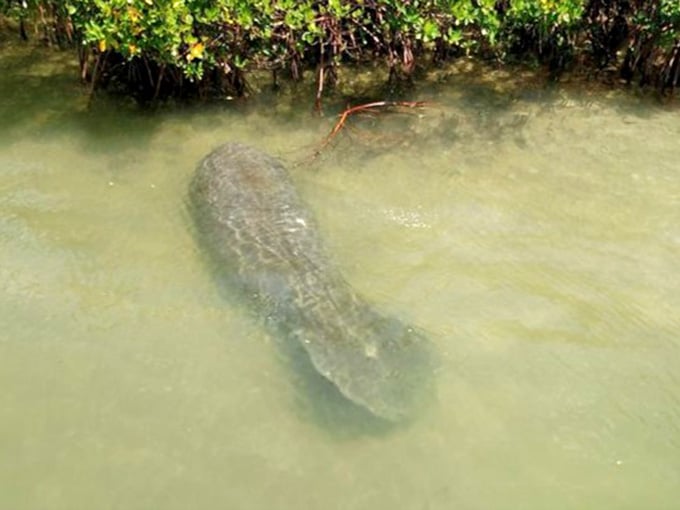Nothing says "welcome to the neighborhood" quite like a thousand-pound sea cow casually swimming past you today.