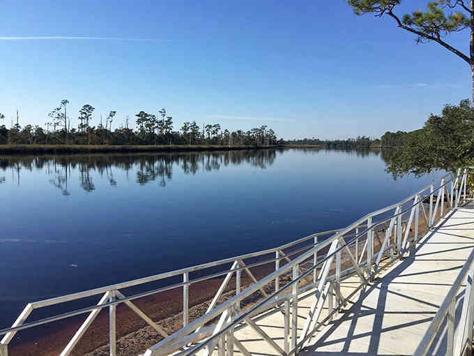The boardwalk curves along dark, mysterious waters where longleaf pines stand tall like sentinels guarding Florida's natural treasures.