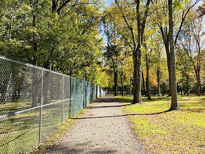 A tree-lined path in peak autumn splendor stretches ahead like a golden corridor to somewhere magical.