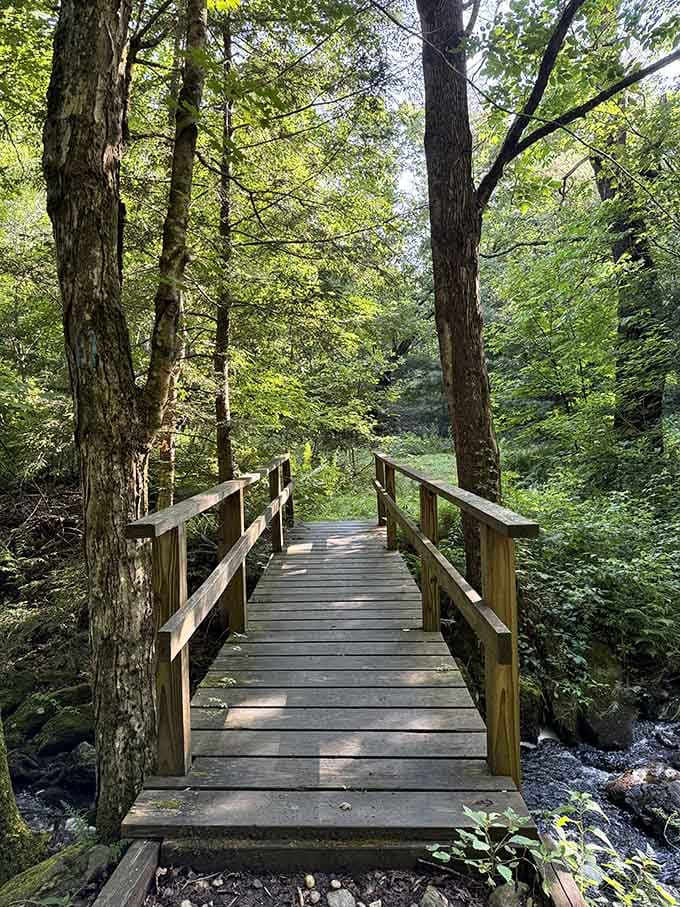 Bridges like this make you feel like you're in a nature documentary, minus the dramatic narration and the camera crew.