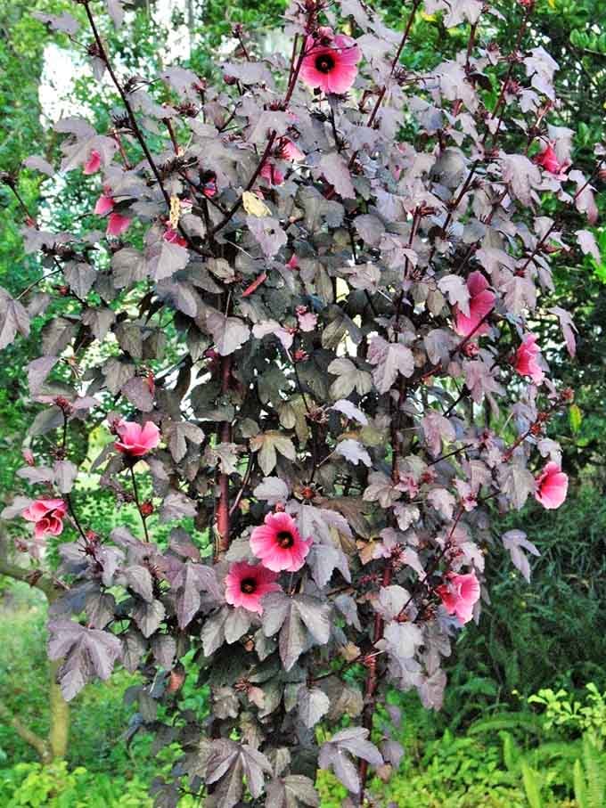Hot pink blooms burst through deep burgundy leaves like nature showing off just a little too much. Absolutely no complaints.