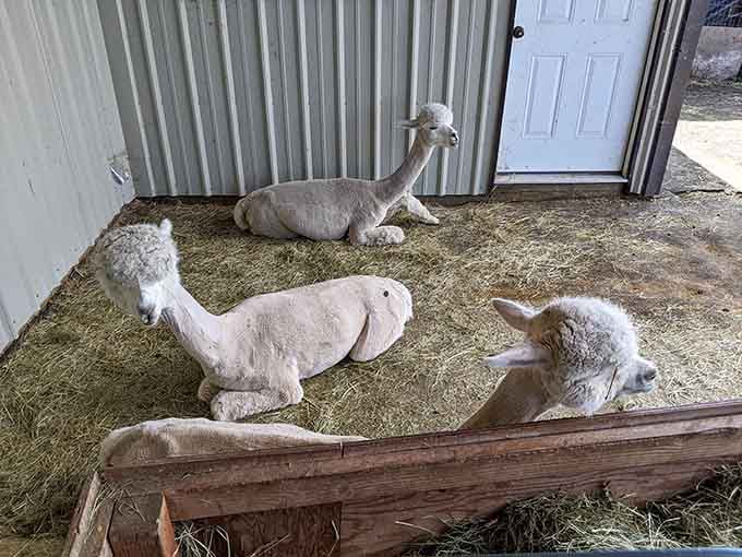 Three relaxed alpacas lounging in the barn, proving they've mastered the art of chilling out.