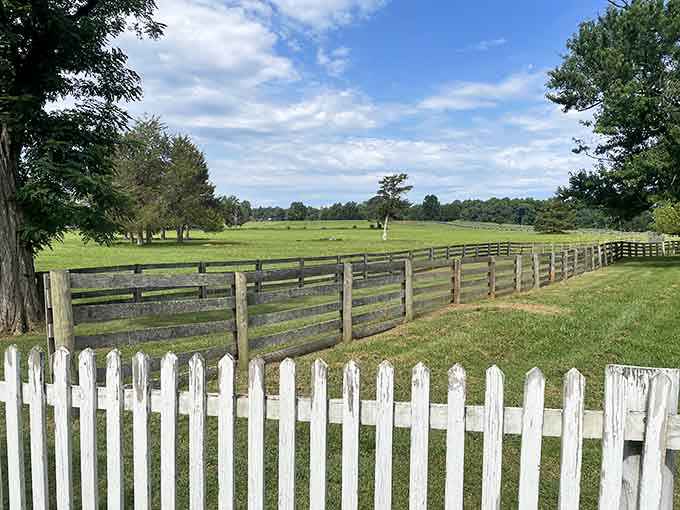 Layers of wooden fencing stretch across lush green fields under a sky so blue it almost feels like a reward for showing up.