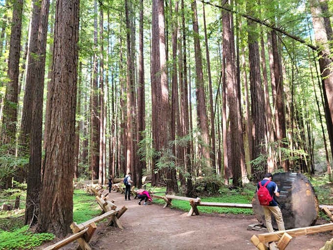 Families wander the grove floor while fallen logs quietly remind everyone that even giants eventually rest.