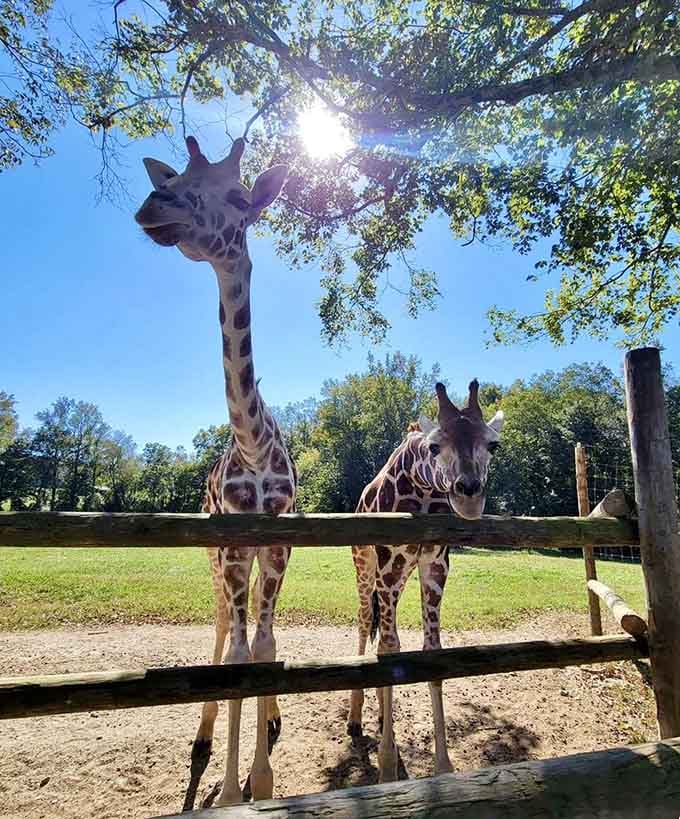Two giraffes posing in the Georgia sunshine like they absolutely know how magnificent they look right now.