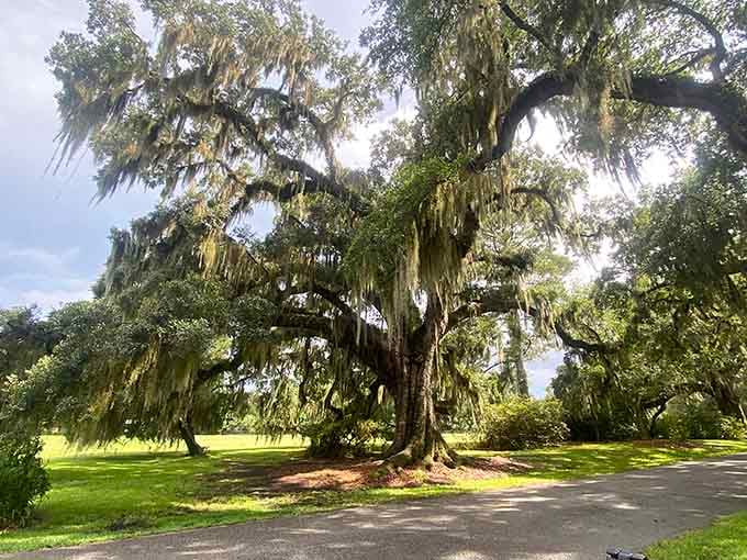 That live oak draped in Spanish moss has seen more history than most museums, and it's still standing tall.