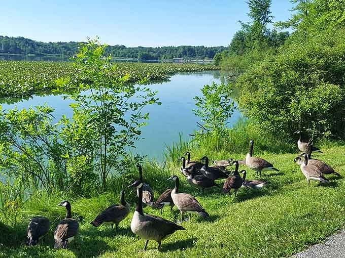 Canada geese holding their daily meeting on the lawn, agenda unknown, attendance mandatory.