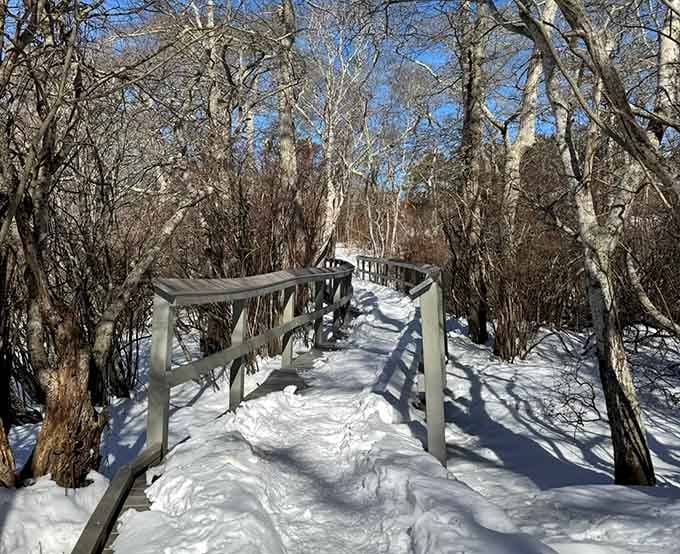 Snow-dusted and stripped bare, the winter boardwalk proves this trail has serious year-round personality.