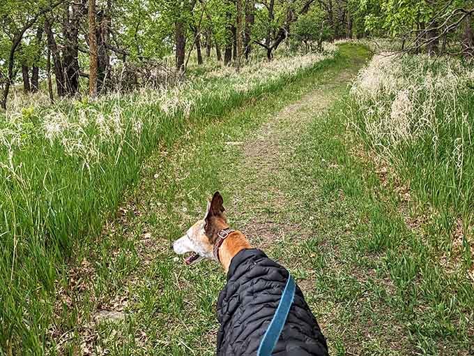 Even the dog knows this trail is something special. Those ears don't lie.