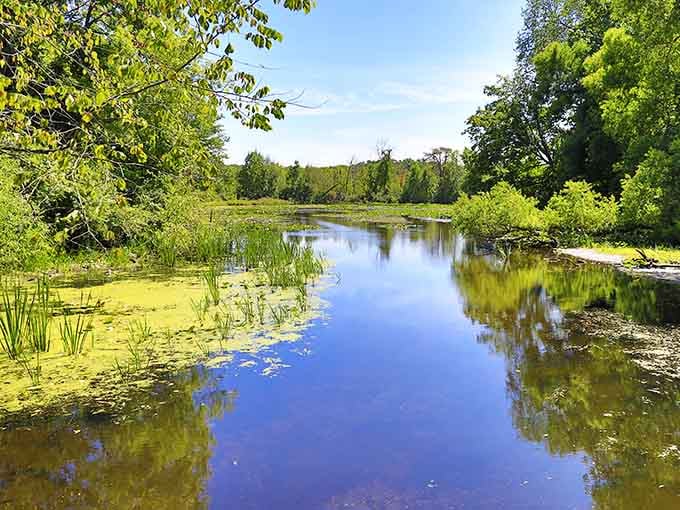 Still water mirroring a canopy of green. This peaceful wetland tucked inside the zoo is pure Michigan magic.