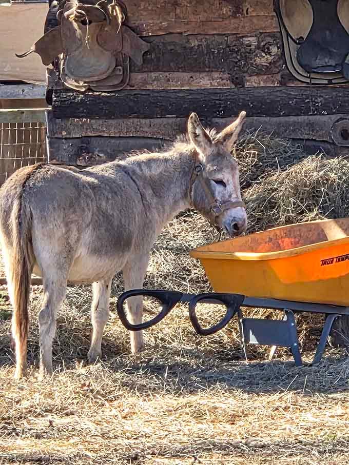 The ranch donkey has mastered the art of the slow, unbothered lunch break. Respect.
