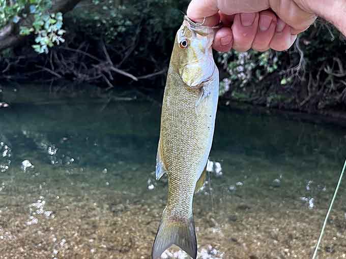 This smallmouth bass briefly posed for its portrait before returning to its crystal-clear Ozark home. Very professional.