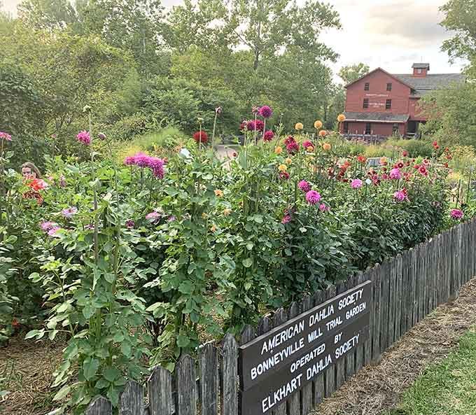 The Elkhart Dahlia Society's trial garden at Bonneyville Mill is proof that Indiana knows how to grow beautiful things.