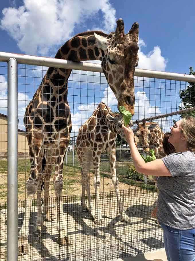 The moment a giraffe leans down to eat from your hand, every other weekend plan feels deeply inadequate.