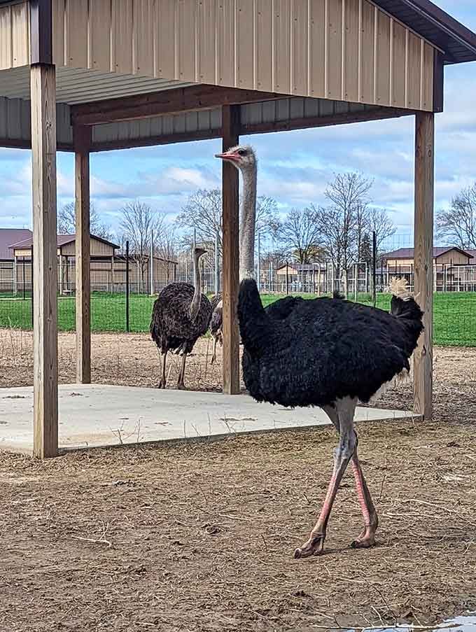 Ostriches standing tall, literally the supermodels of the bird world with those impossibly long legs.