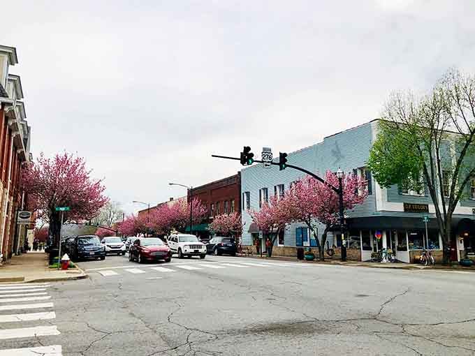 Cherry blossoms dress up downtown Brevard like nature hired its own event planner.
