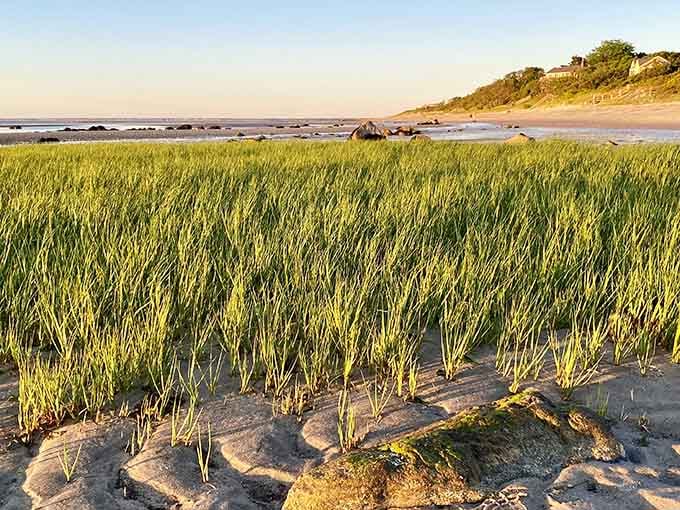 Beach grass glowing in the golden hour light, reminding you that even the edges of the flats are stunning.