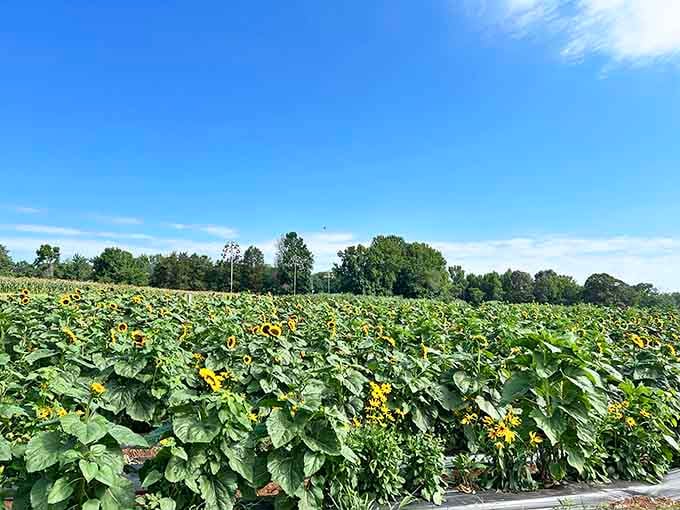 That wide open field under a Carolina blue sky is the kind of view that makes your soul exhale.