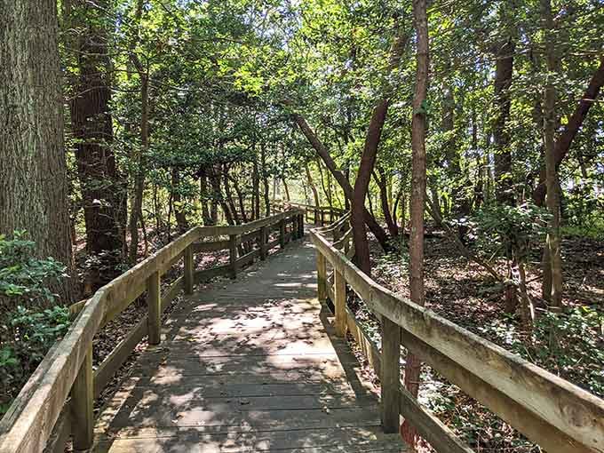 The Cape Charles Natural Area Preserve boardwalk winds through the trees quietly, reminding you that the best paths often have no destination in mind.
