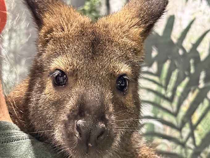 This red-necked wallaby's enormous eyes suggest it knows exactly how adorable it is, and it's right.