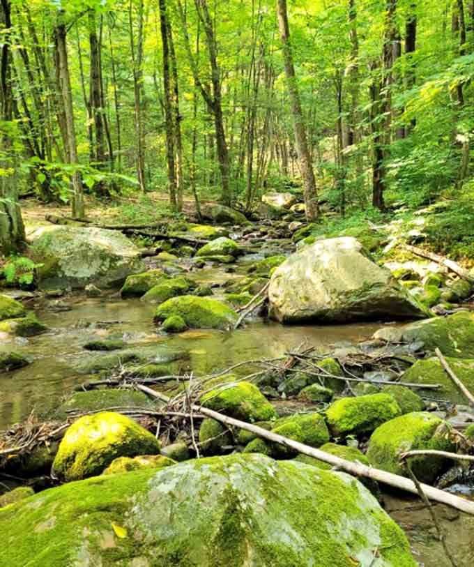 Moss-covered boulders line the stream like nature arranged them specifically for your Instagram feed. She did good work here.
