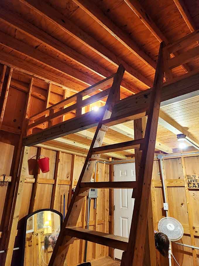 That ladder leads to elevated sleeping quarters where childhood dreams meet adult back support requirements.