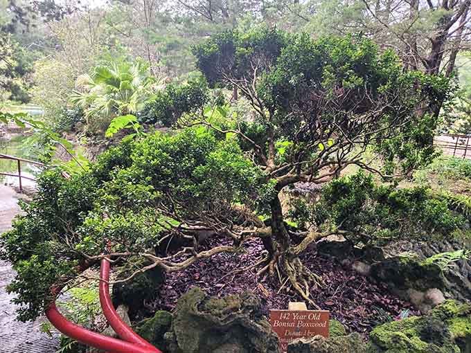 A 142-year-old bonsai boxwood that has outlived trends, fads, and probably several civilizations.