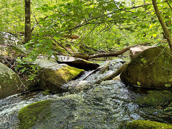 A mountain stream threading through moss-covered rocks. This is what peaceful actually looks like.