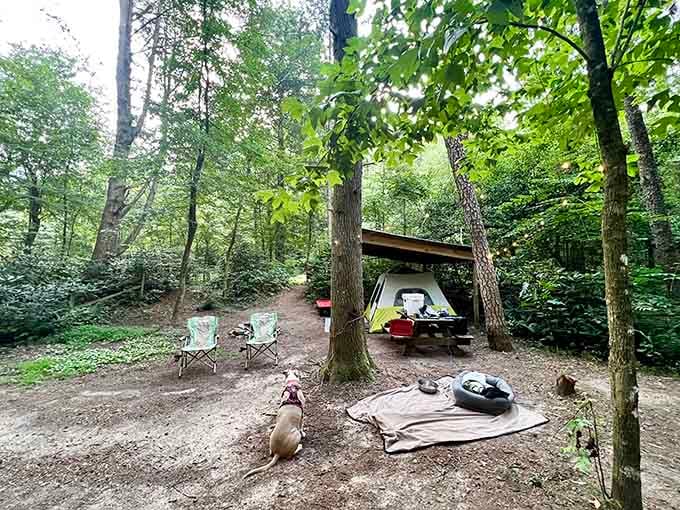 Tucked beneath the trees with a loyal dog keeping watch. This campsite is what "roughing it" looks like when it's done right.