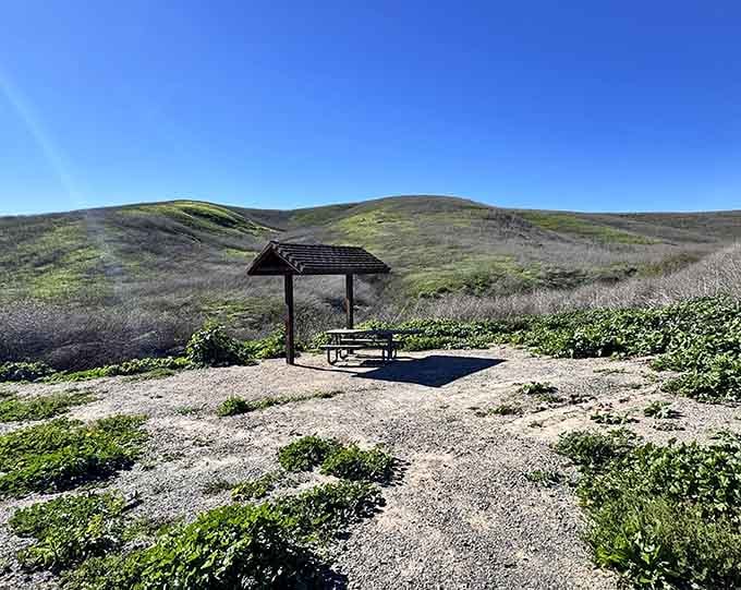 A shaded picnic table with a view that most restaurants would charge a fortune for. Bring your own sandwich.
