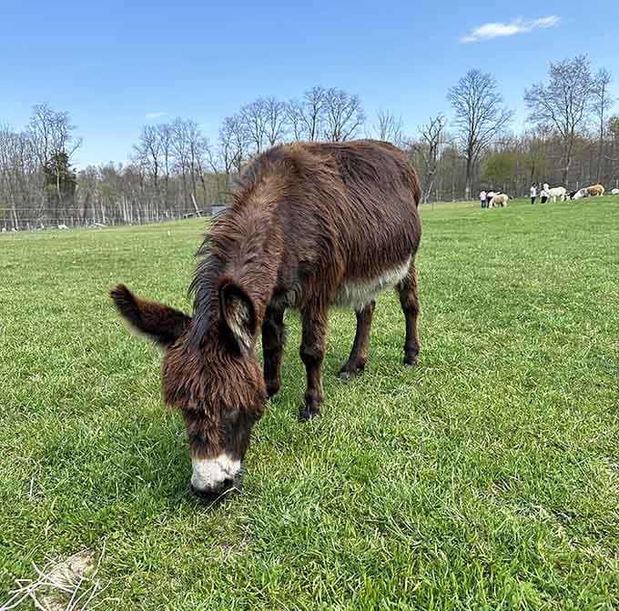 A fluffy donkey quietly grazing, completely unbothered by everything. Honestly, a lifestyle worth considering.