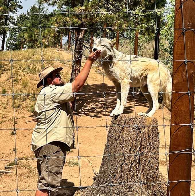 The moment when a majestic predator becomes surprisingly gentle, accepting treats like your neighbor's golden retriever would.