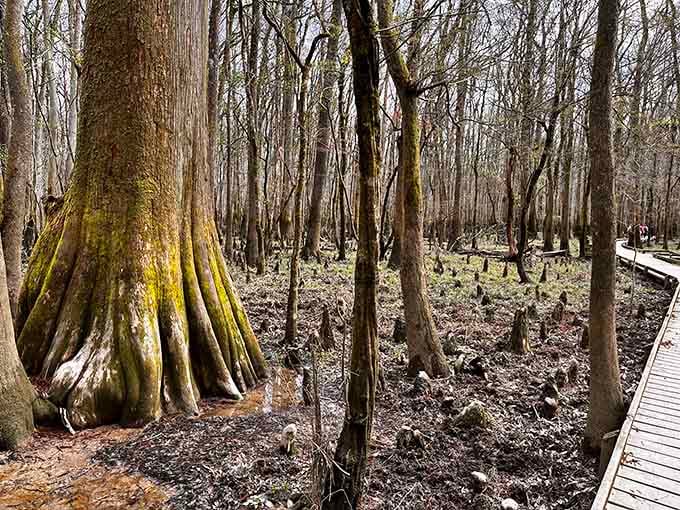 Moss-covered bald cypress knees rise from the earth like nature's own quirky garden sculptures, absolutely unforgettable.