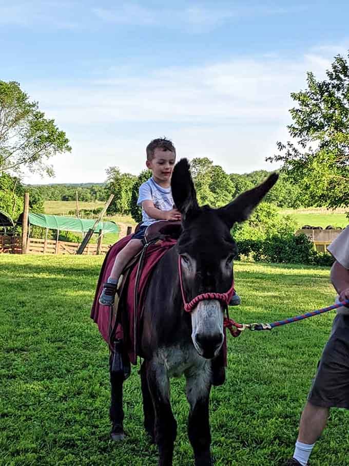 That little guy on the donkey is living his best cowboy life, and honestly, same.