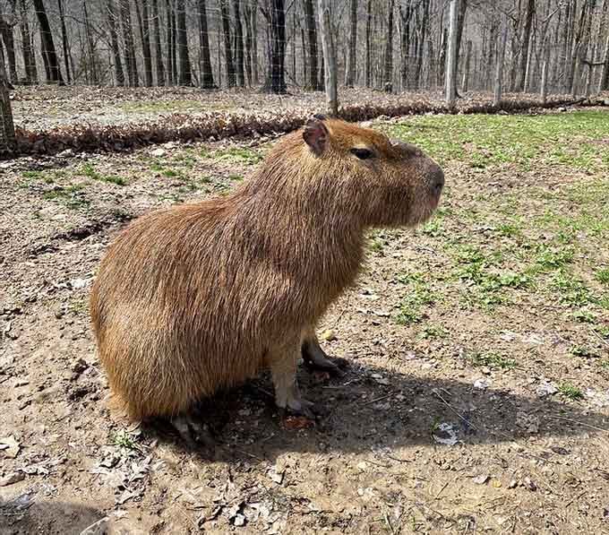 The internet's favorite giant rodent, living its best life in the Missouri woods like an unbothered philosopher king.
