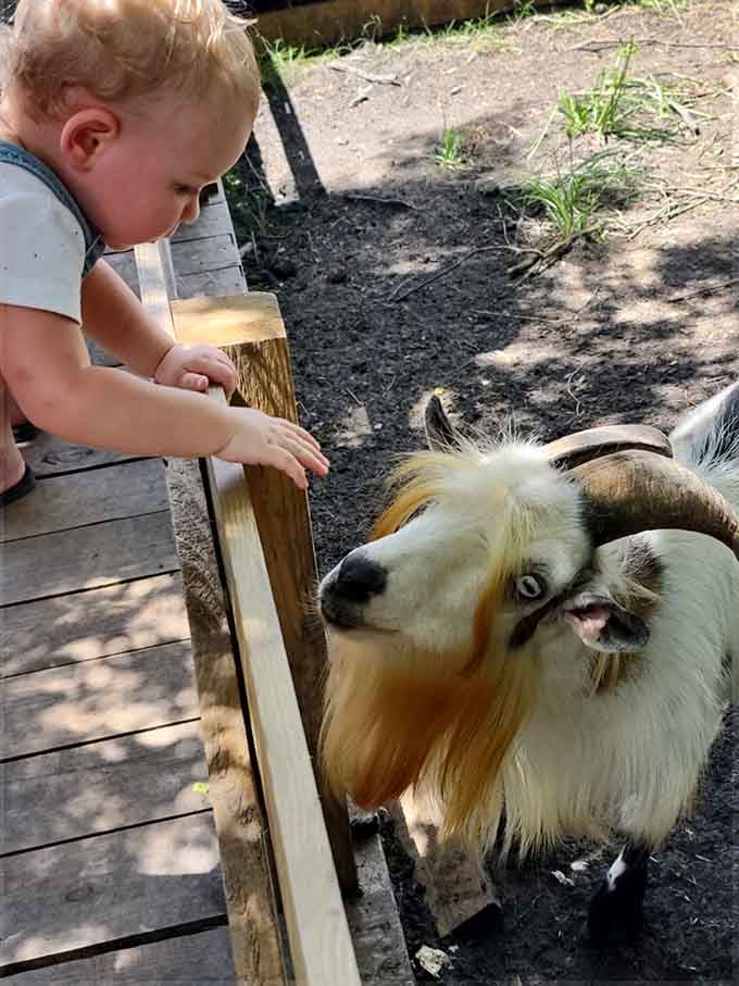 This tiny human and the very opinionated goat are clearly having their first serious philosophical debate, and neither is backing down.
