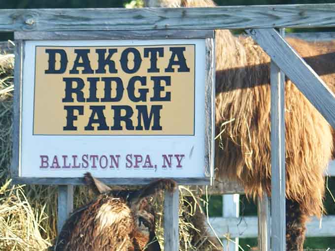 The sign says Ballston Spa, but the llama photobombing it says something far more entertaining.