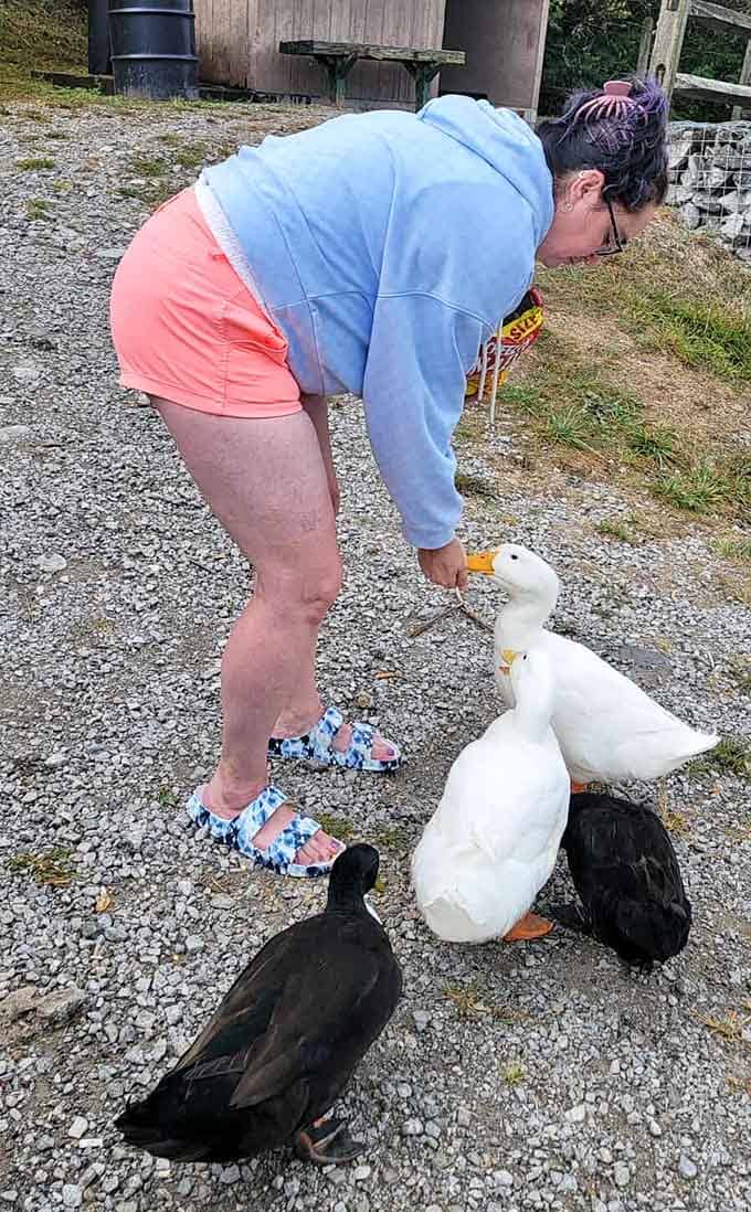 When the ducks at Doe Run Lake want a snack, they are not shy about making their feelings known.