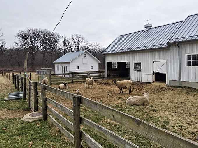 Farm animals living their best pastoral life, completely unbothered by your Monday morning stress and email notifications.