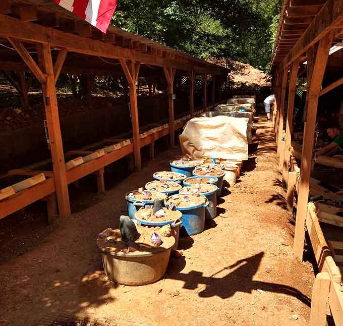 Buckets lined up and ready, each one holding the quiet promise of something extraordinary inside.
