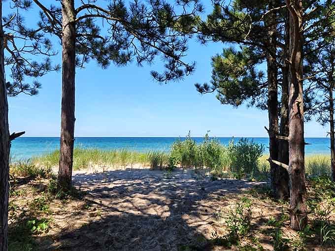 Pine trees framing a slice of blue water, like Michigan built its own postcard and forgot to mail it.